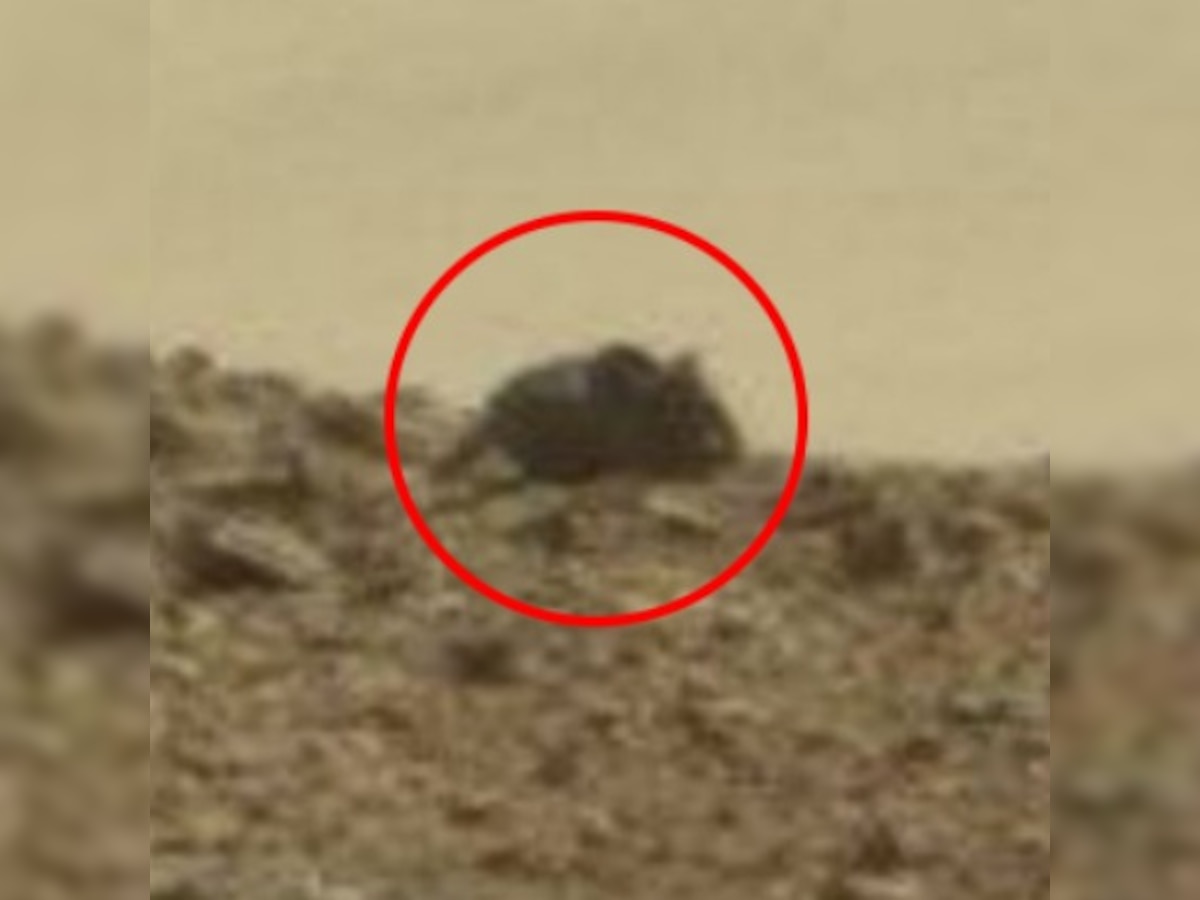 Amateur astronomer claims to have spotted a real “mouse” on Mars