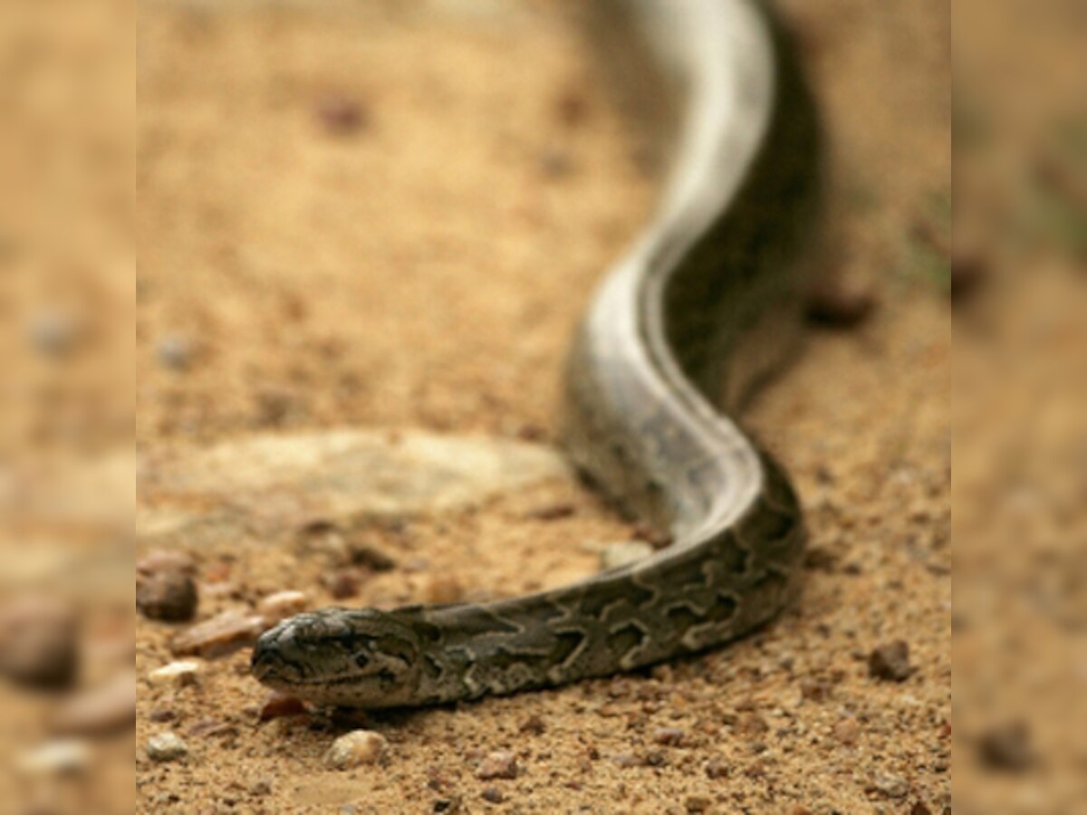 Thanks evolution, here's why snakes can't walk!