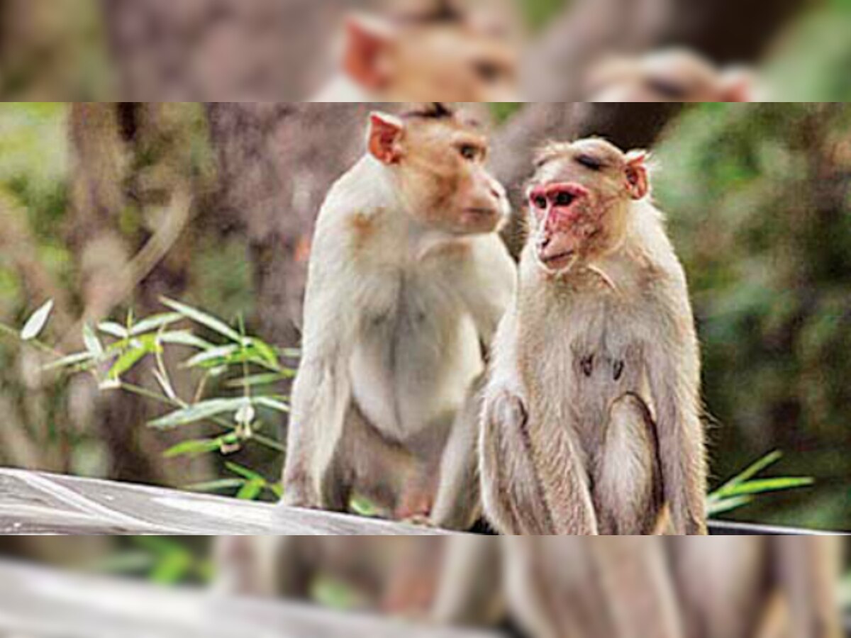 Monkey takes control of UPSRTC bus, drives off in Bareilly as driver ...