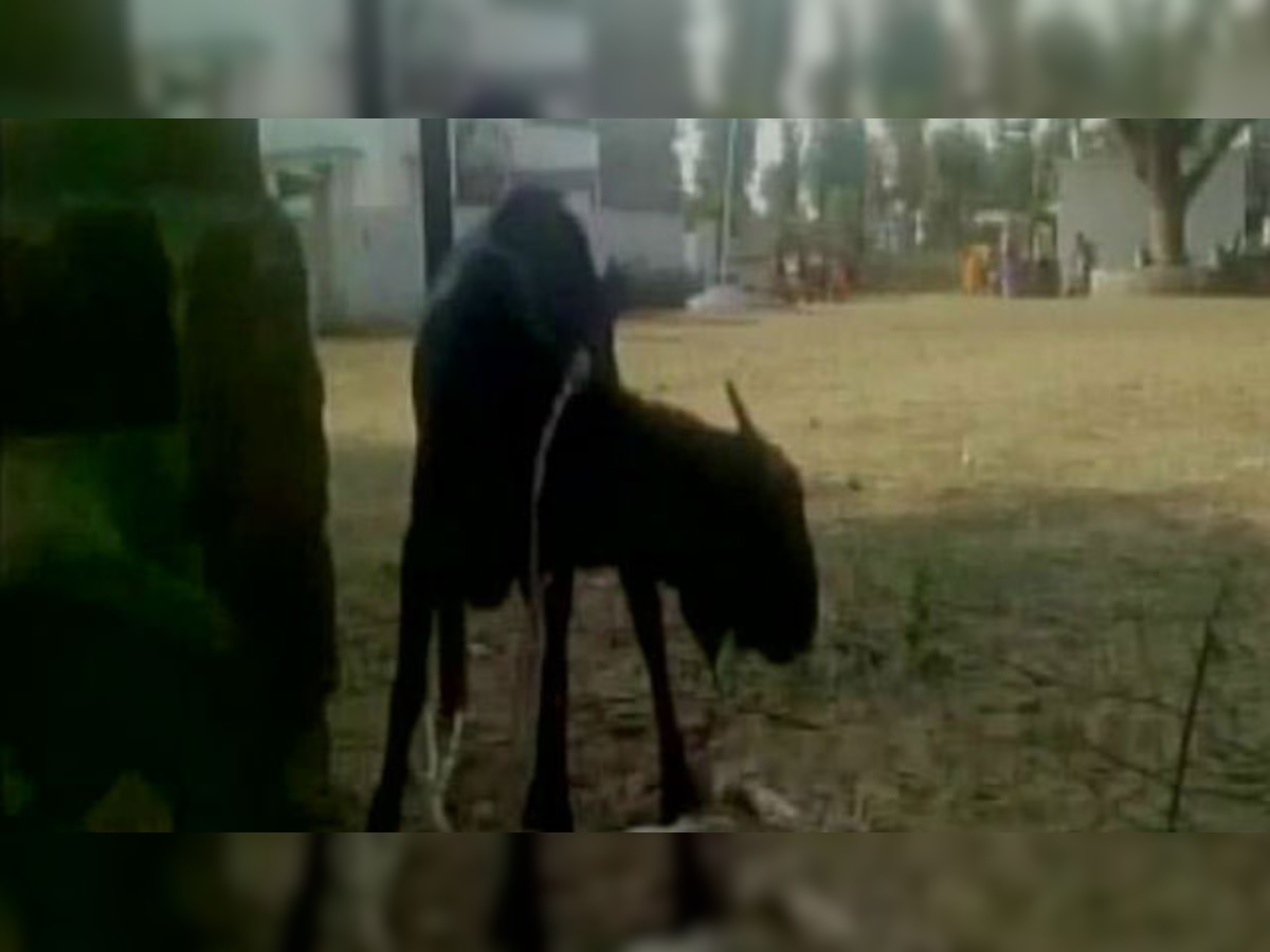 Chhattisgarh: Goat taken into custody for criminal trespass, freed later