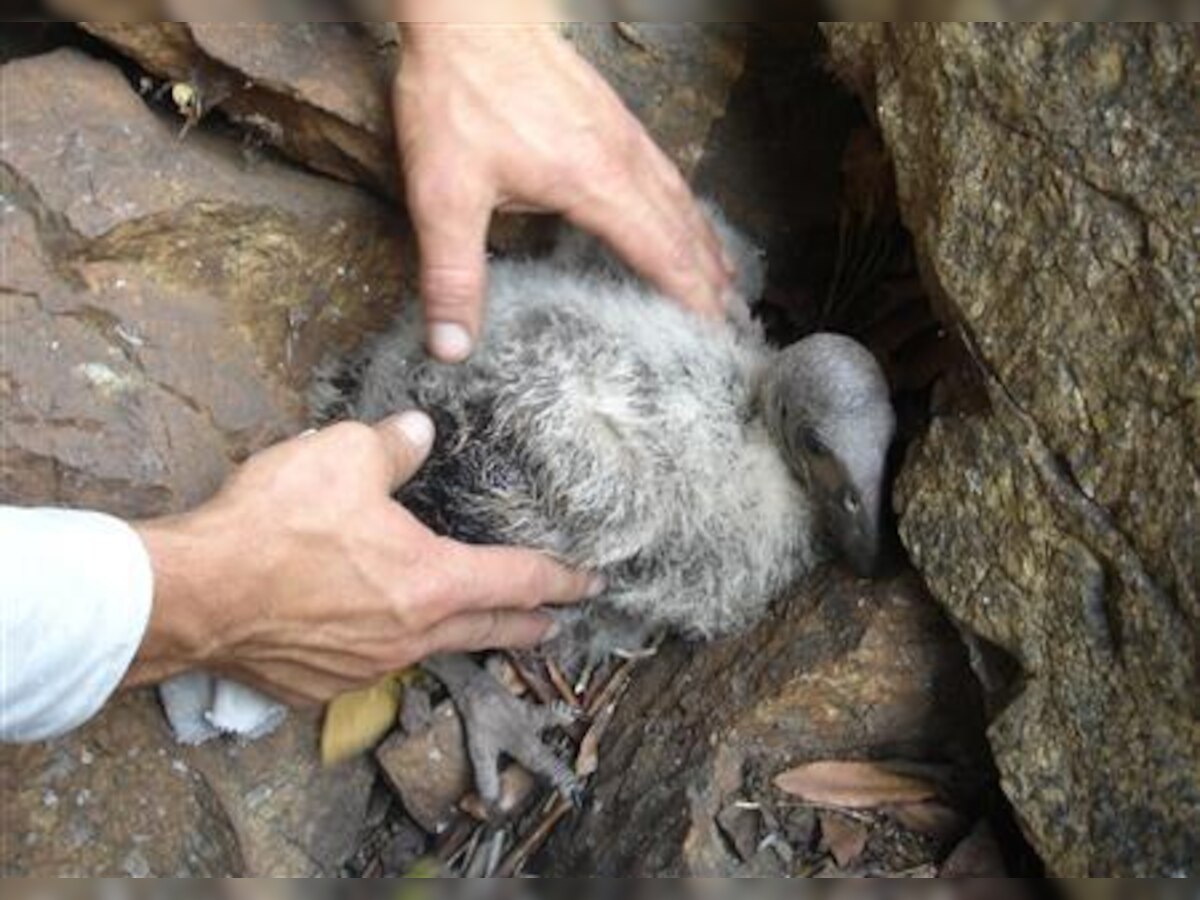 First ever highly endangered Condor eggs hatch in Mexico Zoo