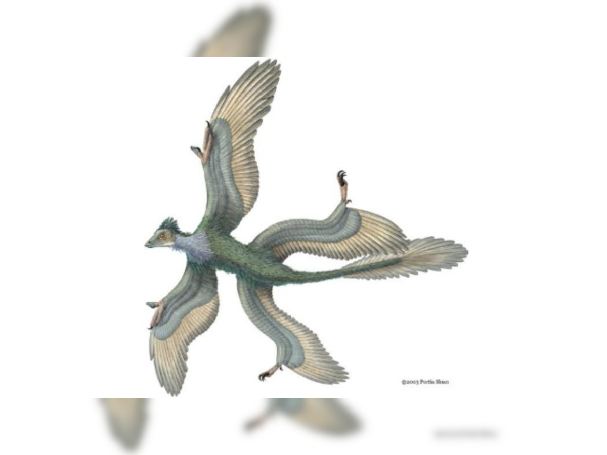 How birds out-survived mass extinction that wiped out dinosaurs