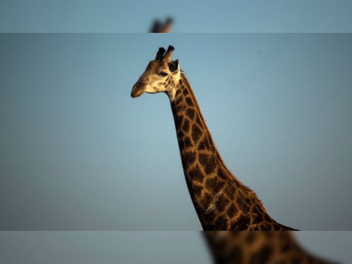 Ever wonder how the giraffe got its long neck?