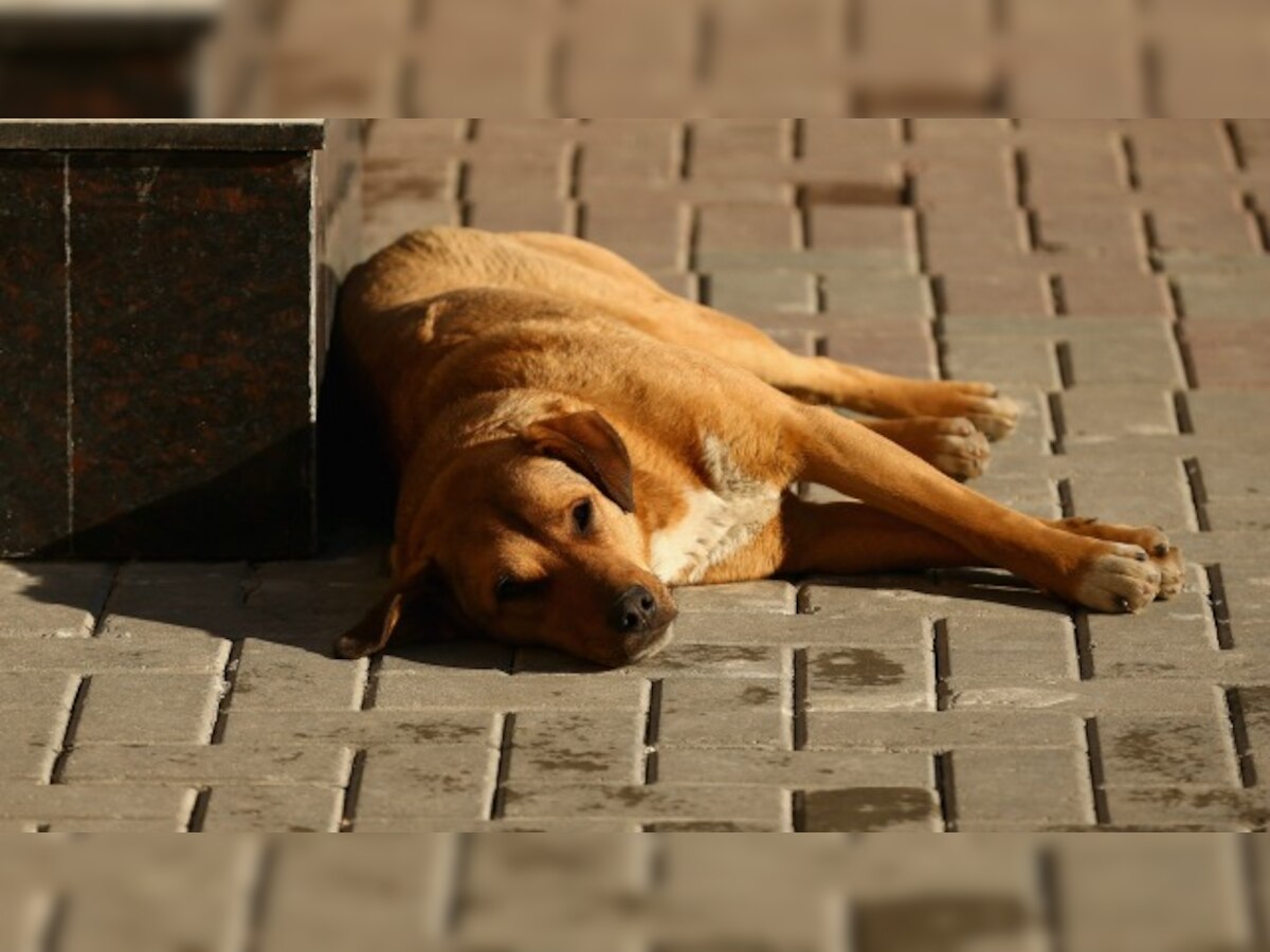 Nine year-old sells his favourite comic book collections to help feed ...
