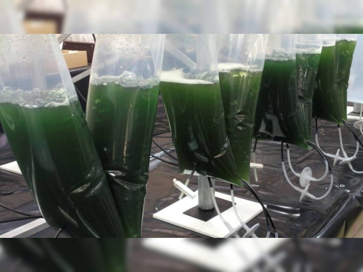 Scientists modified microalgae to convert sunlight into valuable medicine