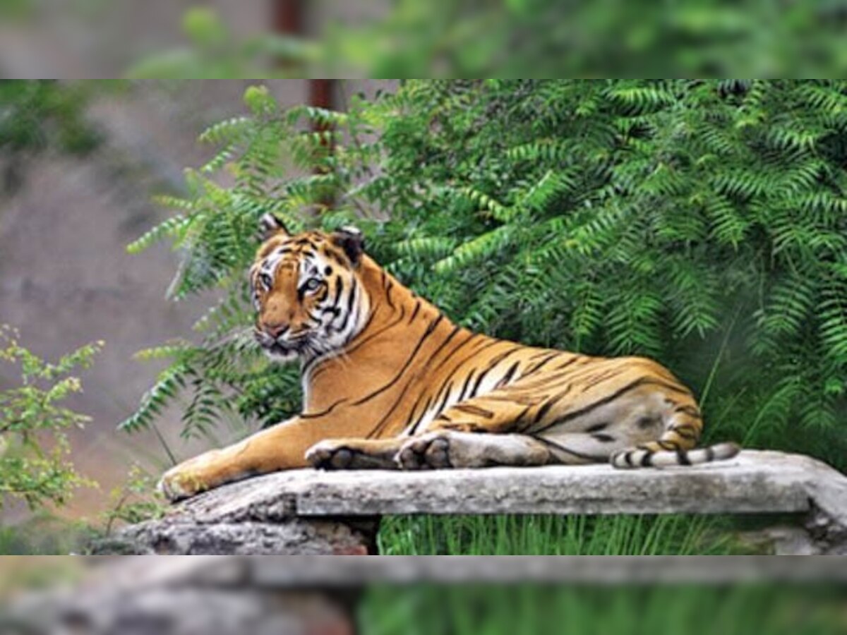 Stop tiger safari in 'Mowgli land': Centre to Madhya Pradesh govt
