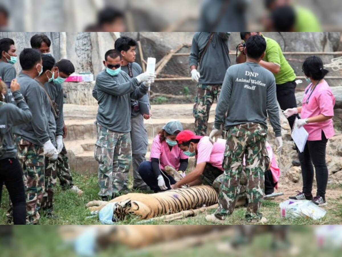 40 dead tiger cubs found frozen in Thailand's famous Tiger Temple