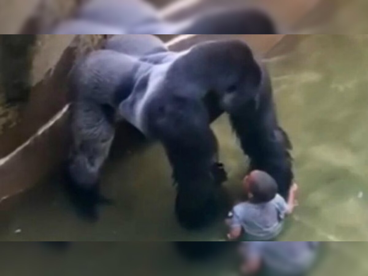 Family says boy who fell in Cincinnati gorilla area 'doing well'