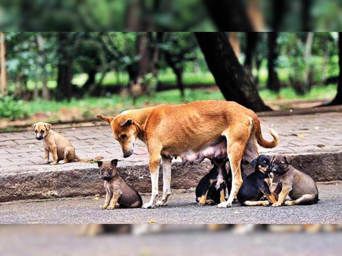 Stray dog menace hits Bhayander residents