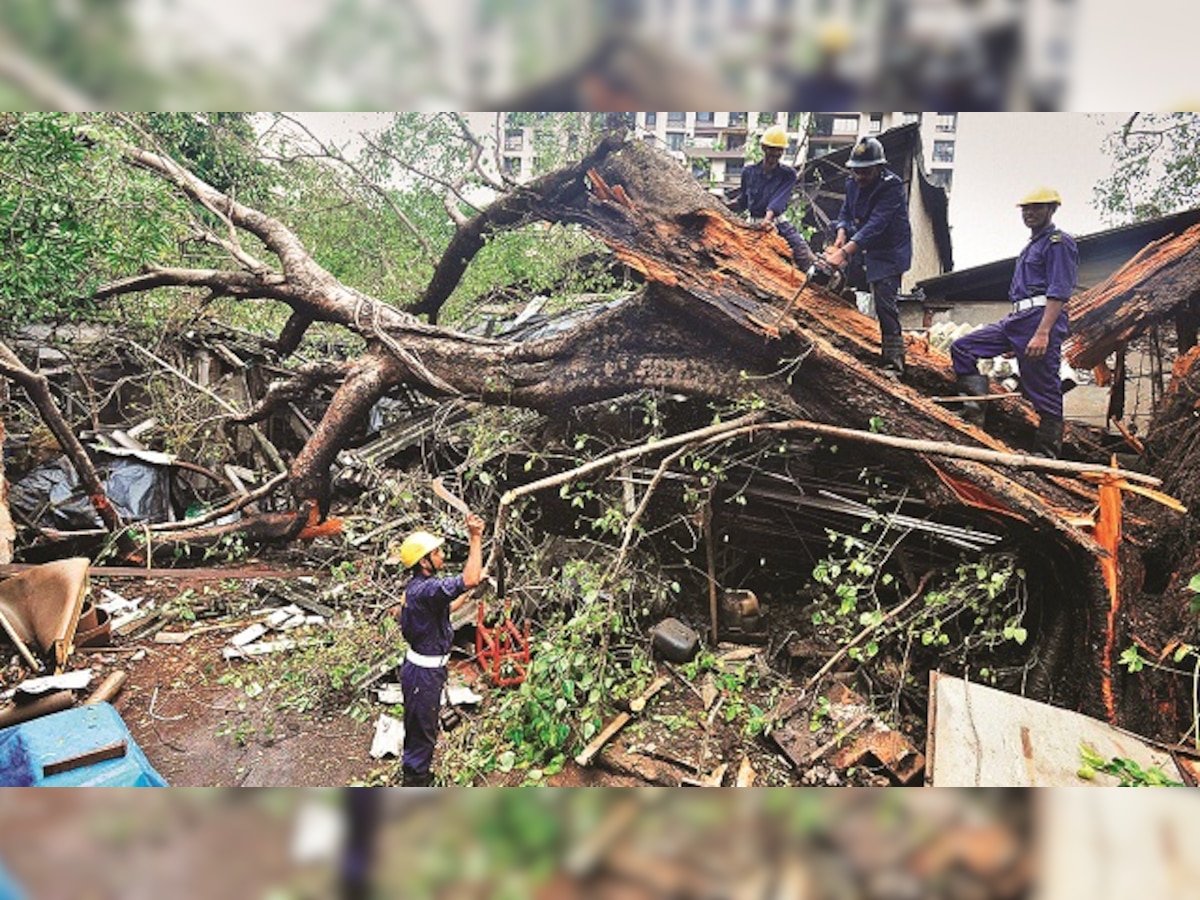 Mumbai: 8,367 trees collapsed in 5 years, 19 on Friday alone