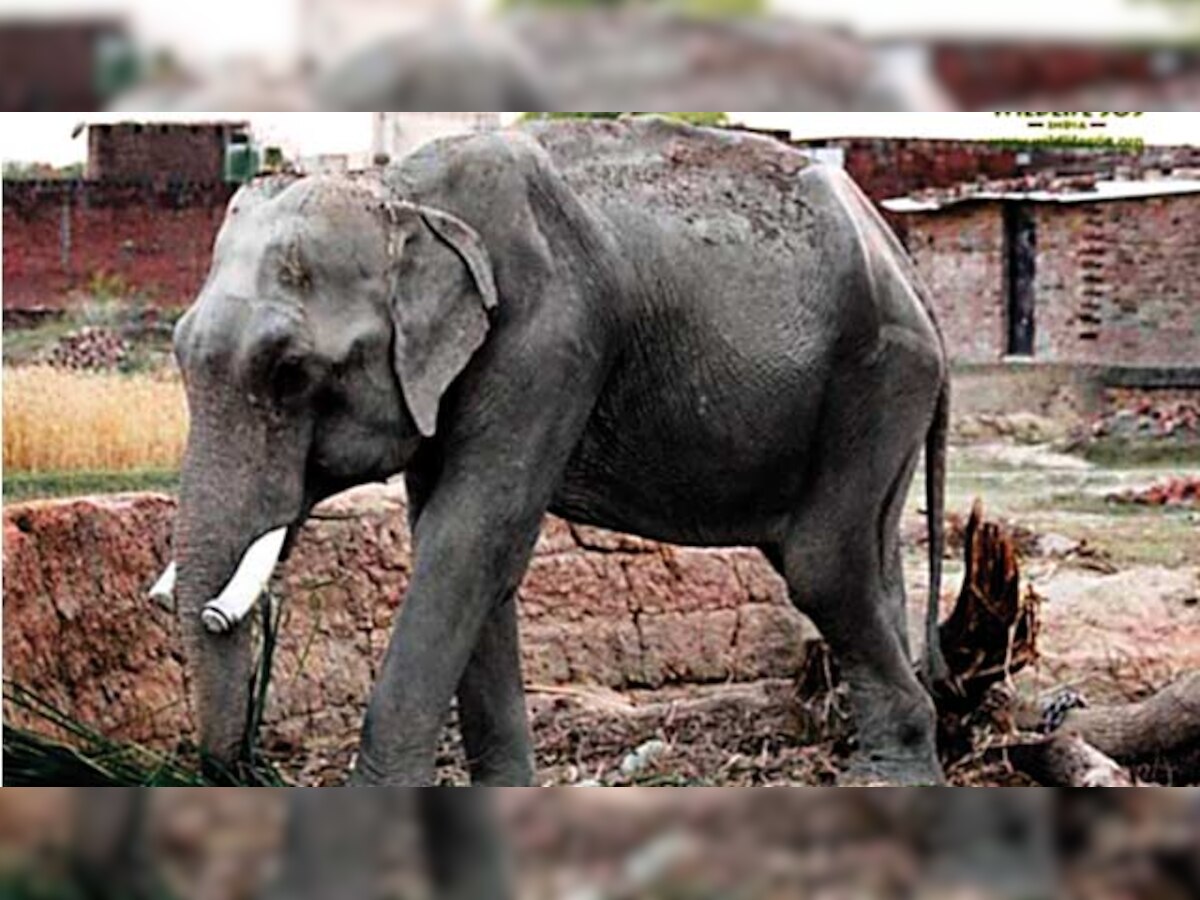 Mohan, the elephant rescued after three years of efforts