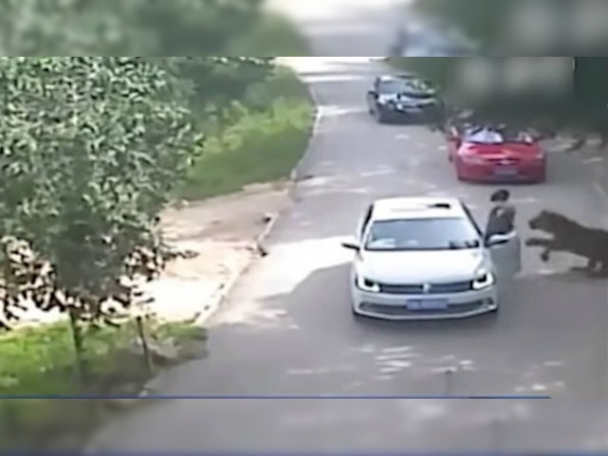 Watch: Tiger mauls woman to death in front of family at China's ...