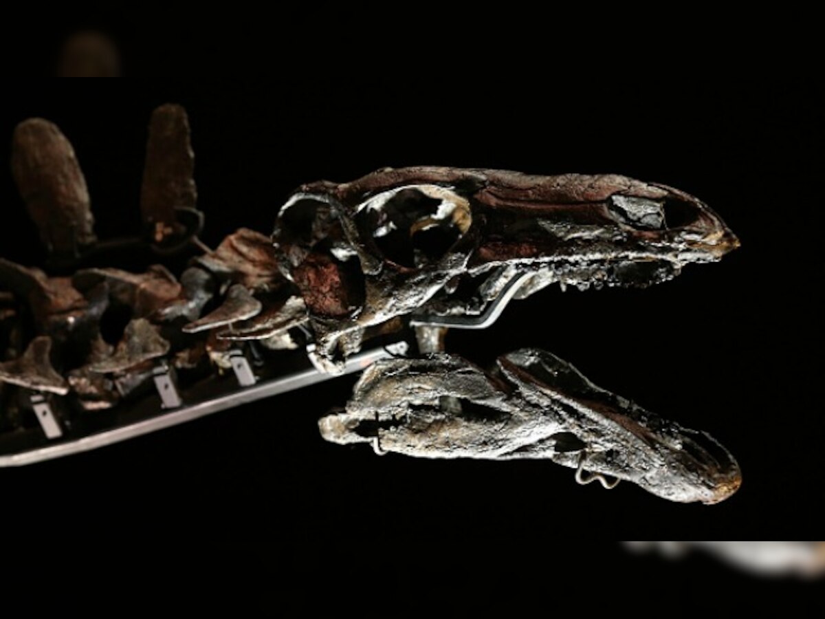 New species of megaraptorid dinosaur found in Argentina