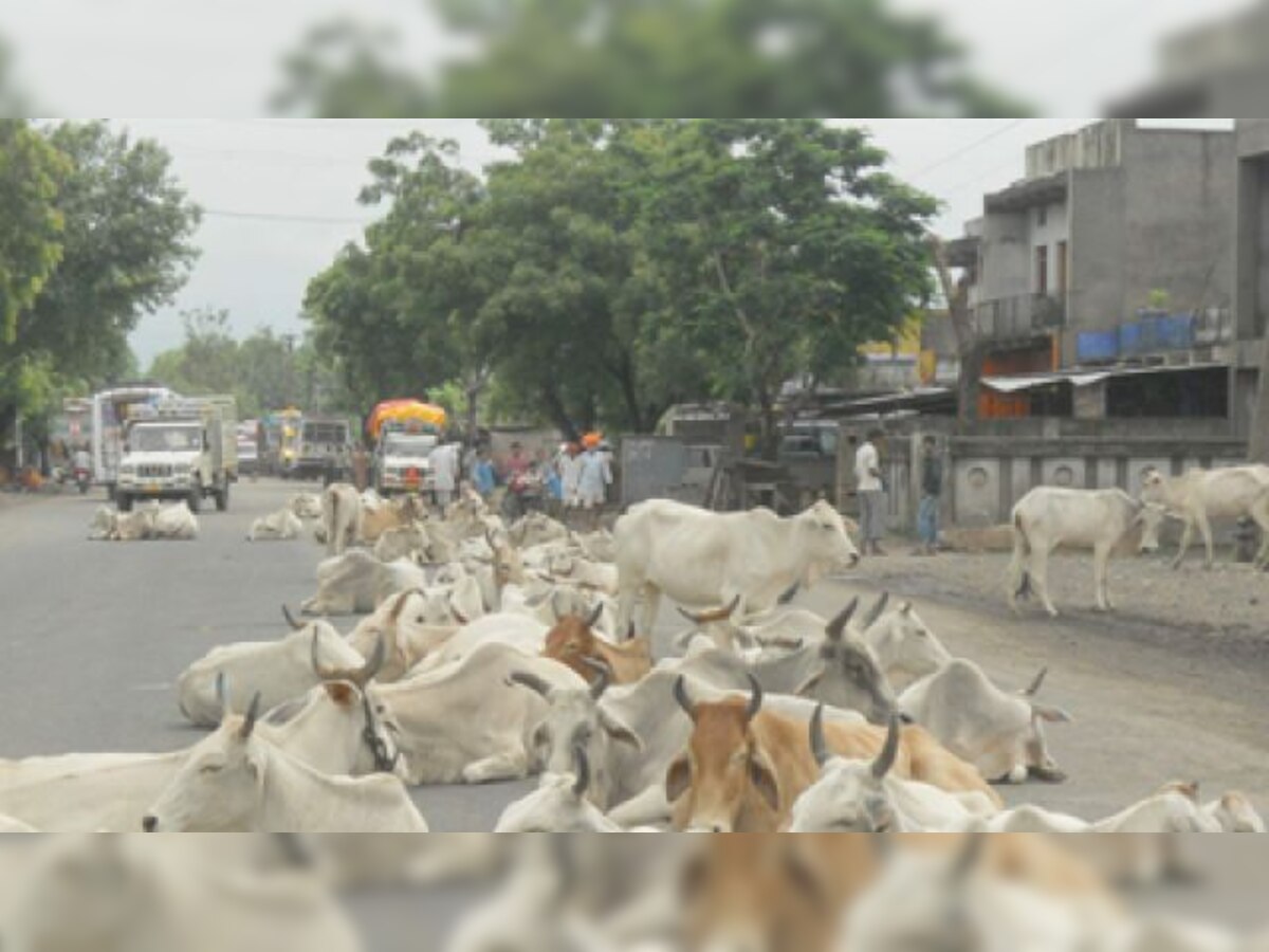 Mandsaur assault: Two Muslim women who were beaten up for carrying ...