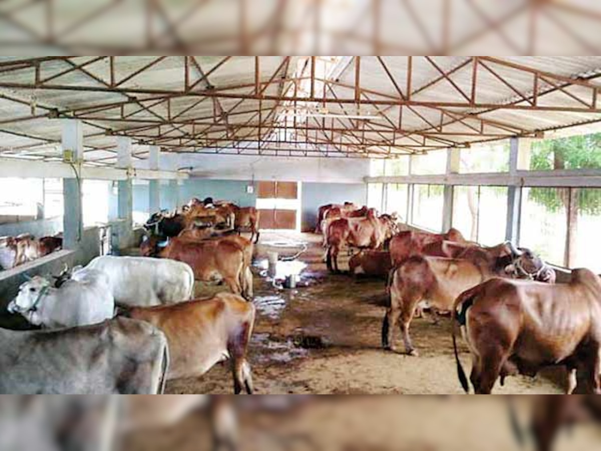 At receiving end of cow vigilantism, RSS-affiliated Muslim body ...