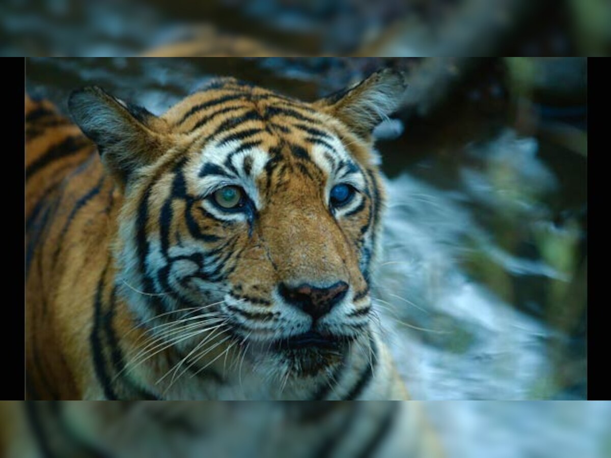Ranthambore: India's most famous tigress 'Machli' extremely unwell