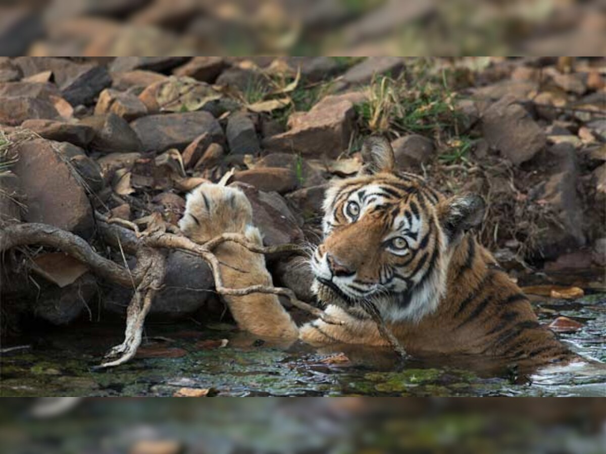 Machhali, the legend of Ranthambhore will live on...