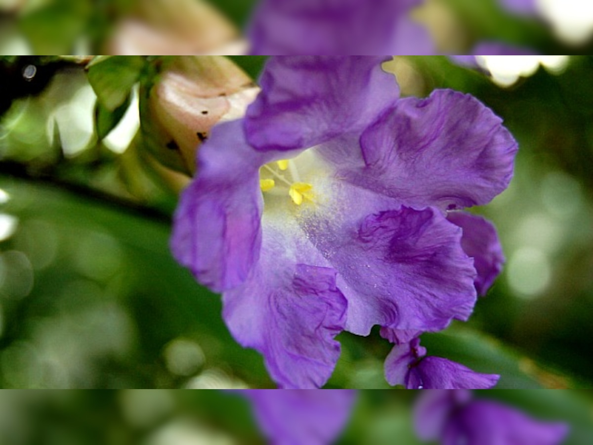 Karvi Festival organised for celebrating once-in-seven-year Karvi blooming