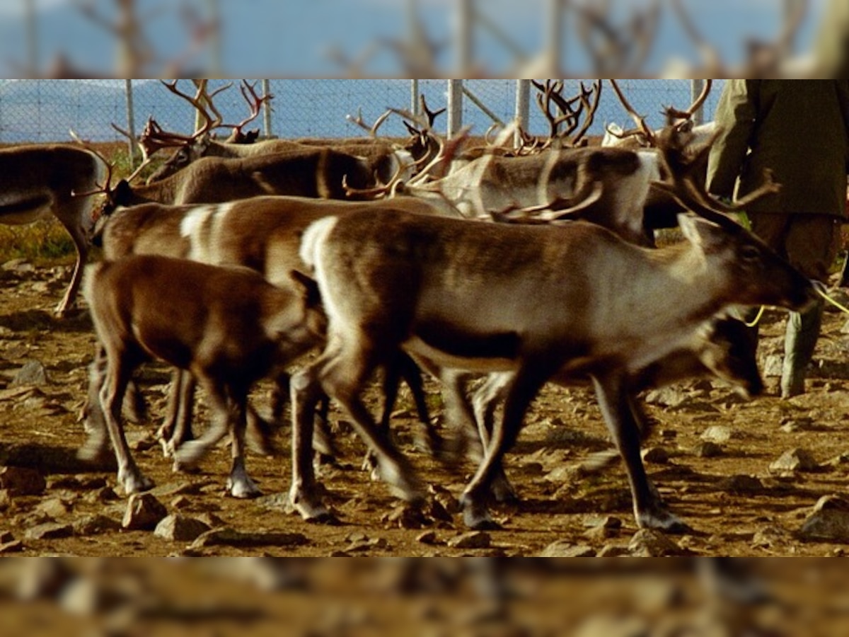 Why should India be concerned about 323 reindeer deaths in Norway?