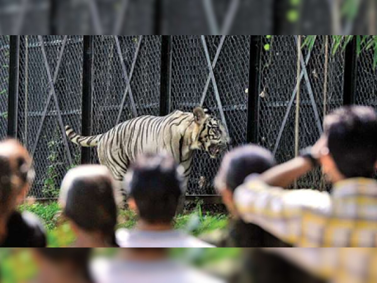 Delhi Zoo's white tiger, who mauled man to death to get renovated enclosure
