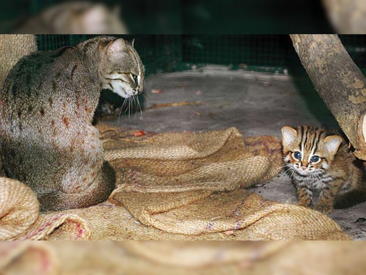 Mysore Zoo to help boost rusty-spotted cats population at Sanjay Gandhi ...