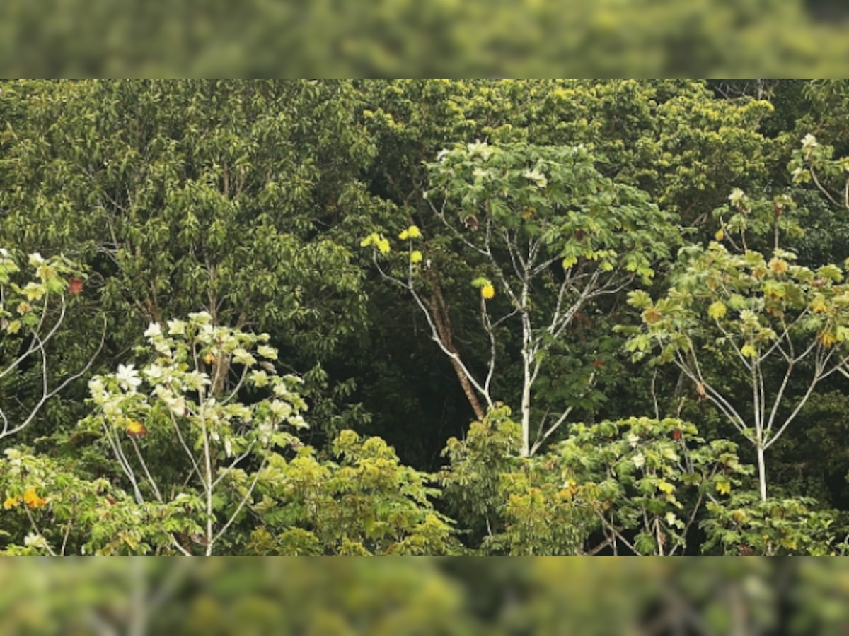 MoEF expert panel asks NTCA to study Bunder diamond mine project; site ...