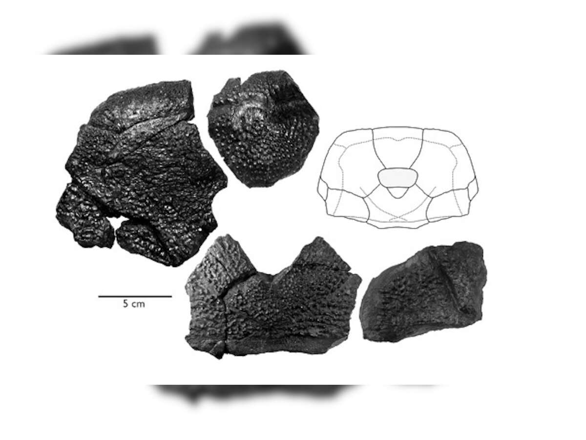 Gigantic, ancient armoured 'B rex' fish discovered