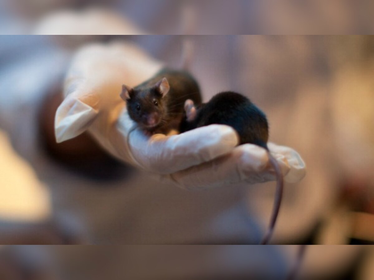 Scientists grow mouse eggs from stem cells in laboratory