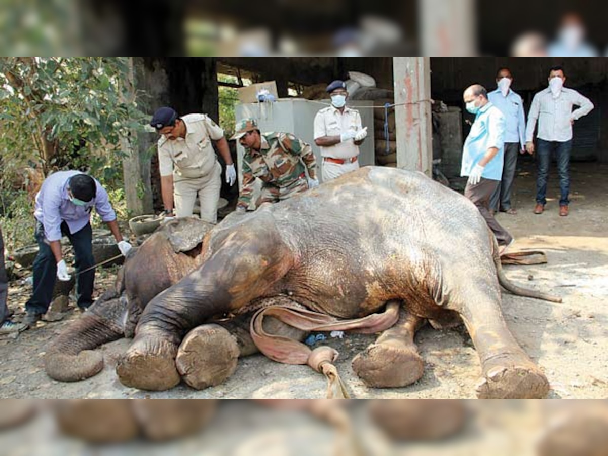Liver failure causes Elephant's death on shoot