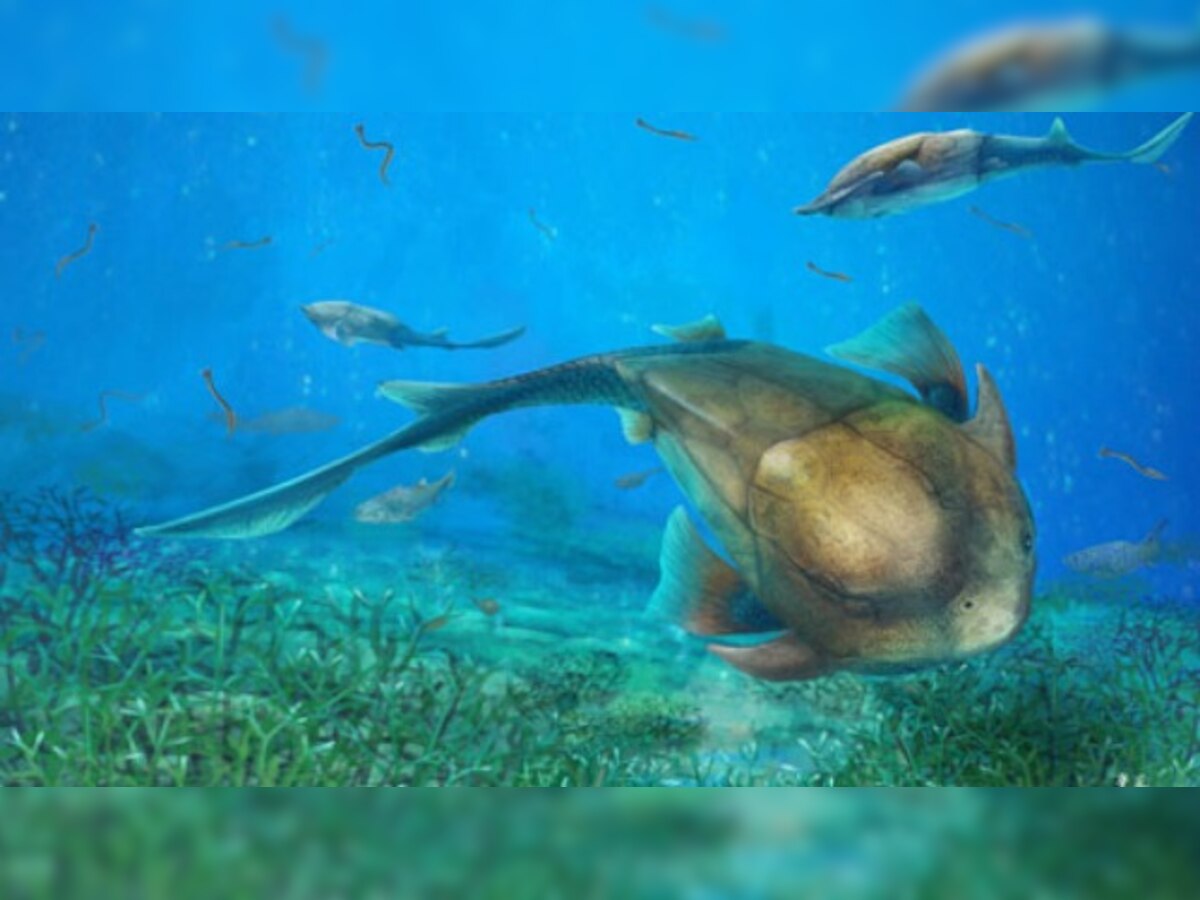 Early fossil fish from China shows where our jaws came from