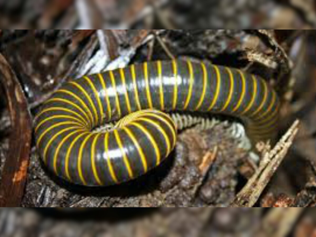 New millipede species with over 400 legs discovered