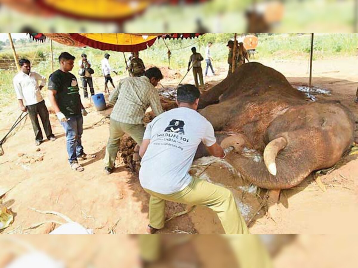 Army steps in to build support structure for injured elephant