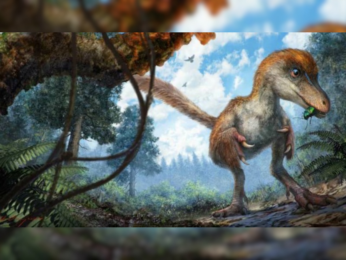 Researchers discover dinosaur tail perfectly preserved in amber
