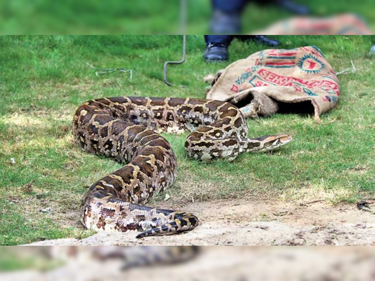 Now, a project to crush myths about pythons