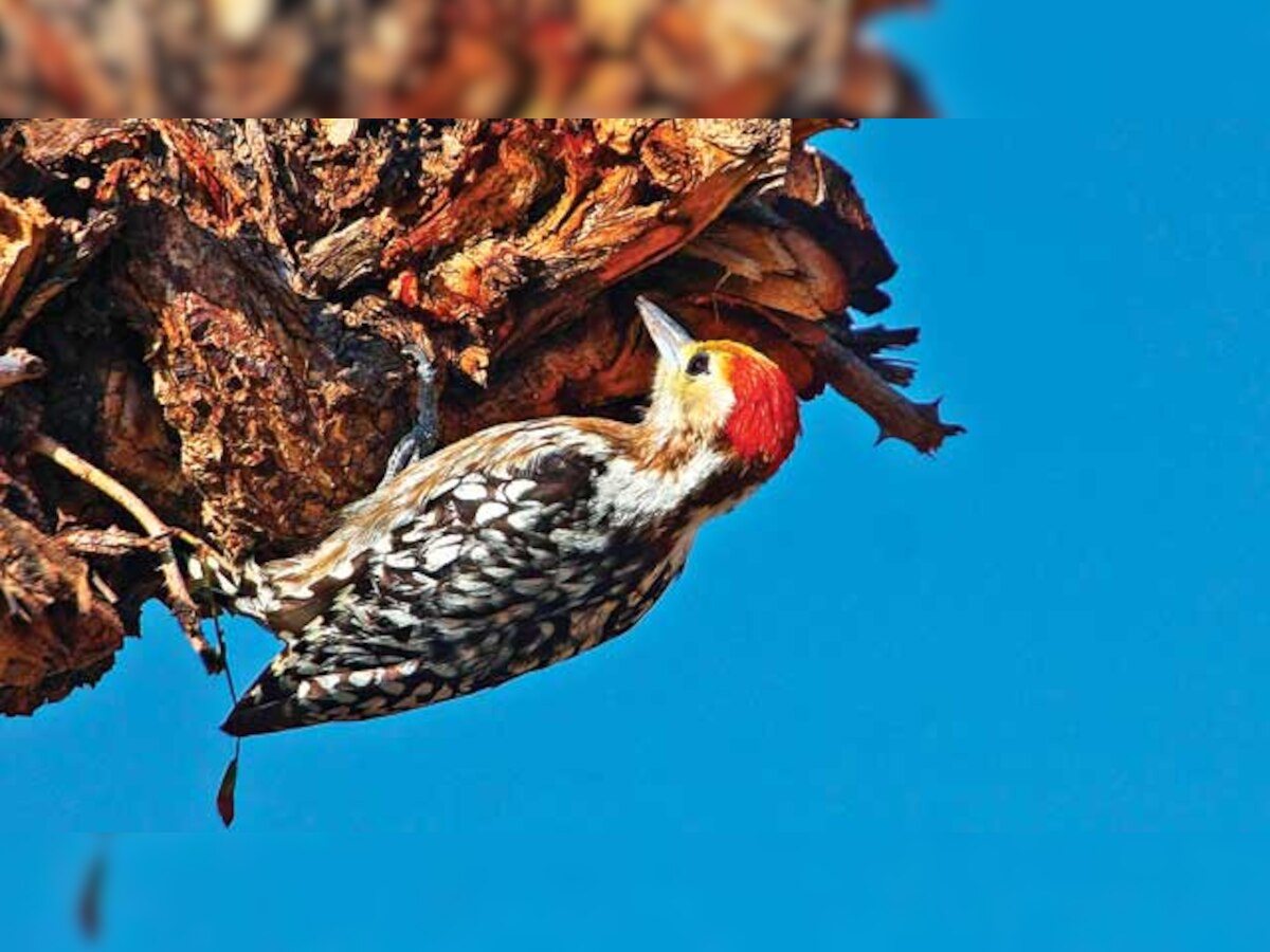 Upload & Click: How to identify that odd bird in two easy steps