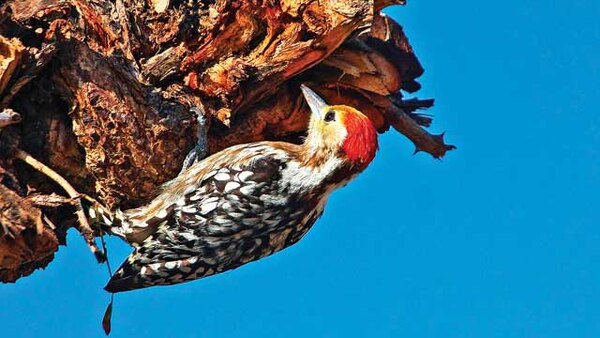 Upload & Click: How to identify that odd bird in two easy steps