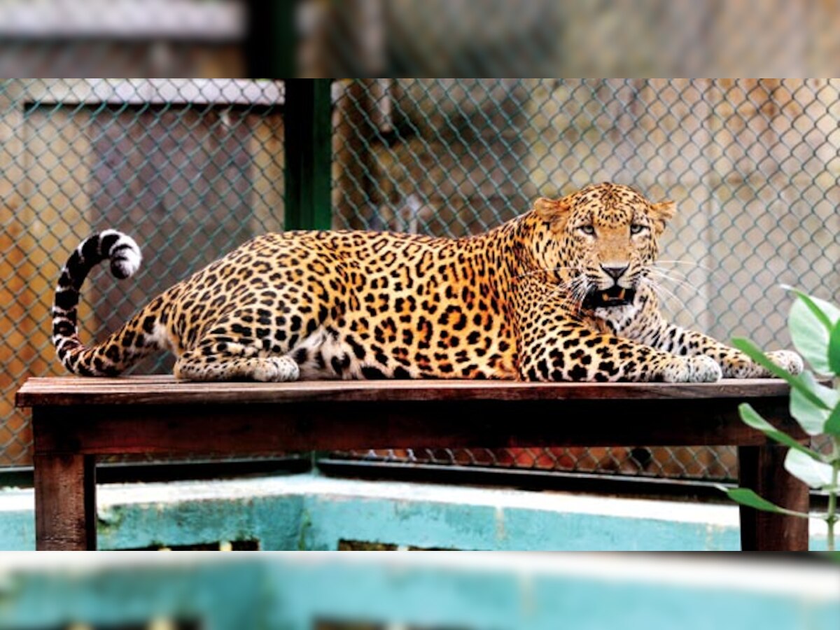 Forever home for rescued leopards inching closer