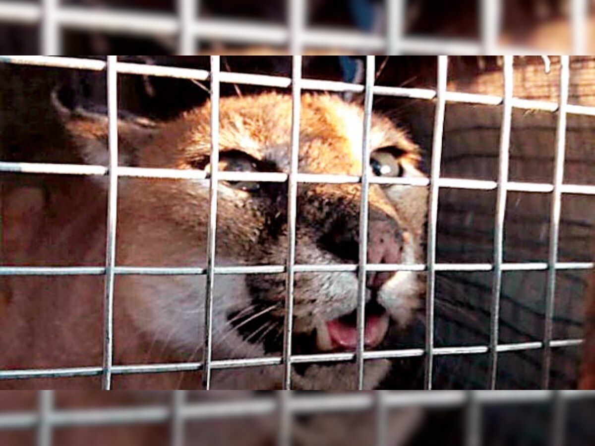 UP cops rescue rare cat species from smugglers