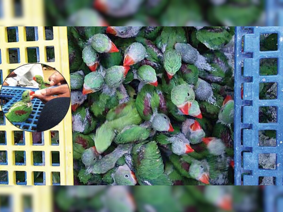 Illegal bird trading net busted in Chennai