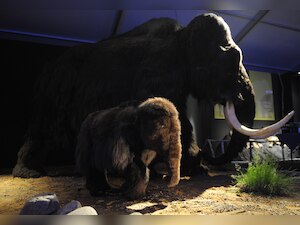 Humans, not climate, wiped out Australian megafauna including 1,000 ...
