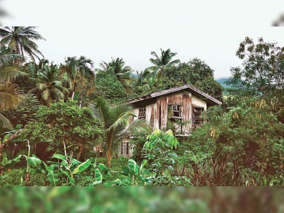 Uncontrolled growth of high-rise trees trouble Delhiites