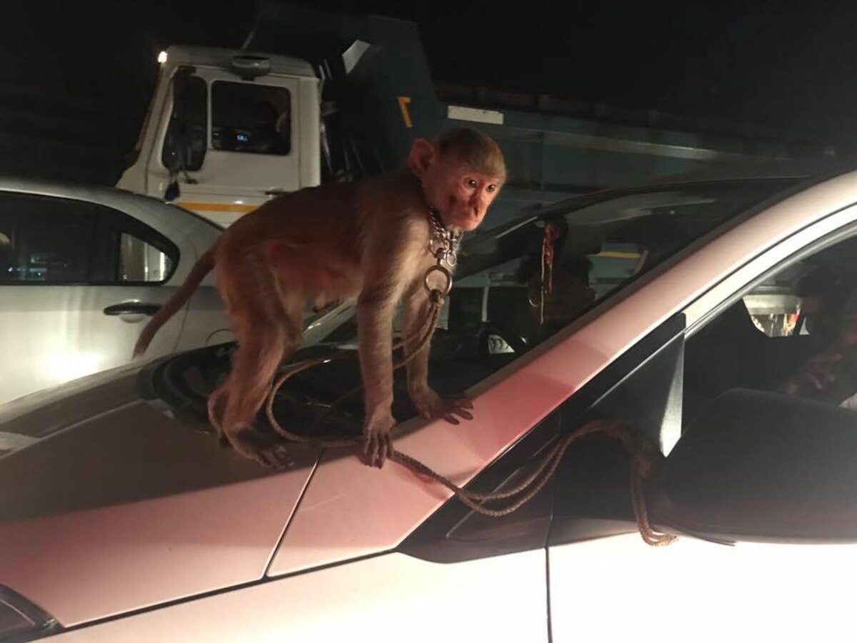 Shocking: Pictures of monkey tied to moving car in Mumbai sparks outrage