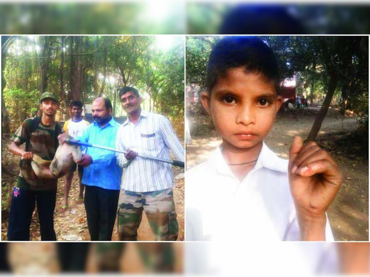 SGNP team traps Gorai's 'terror' monkey