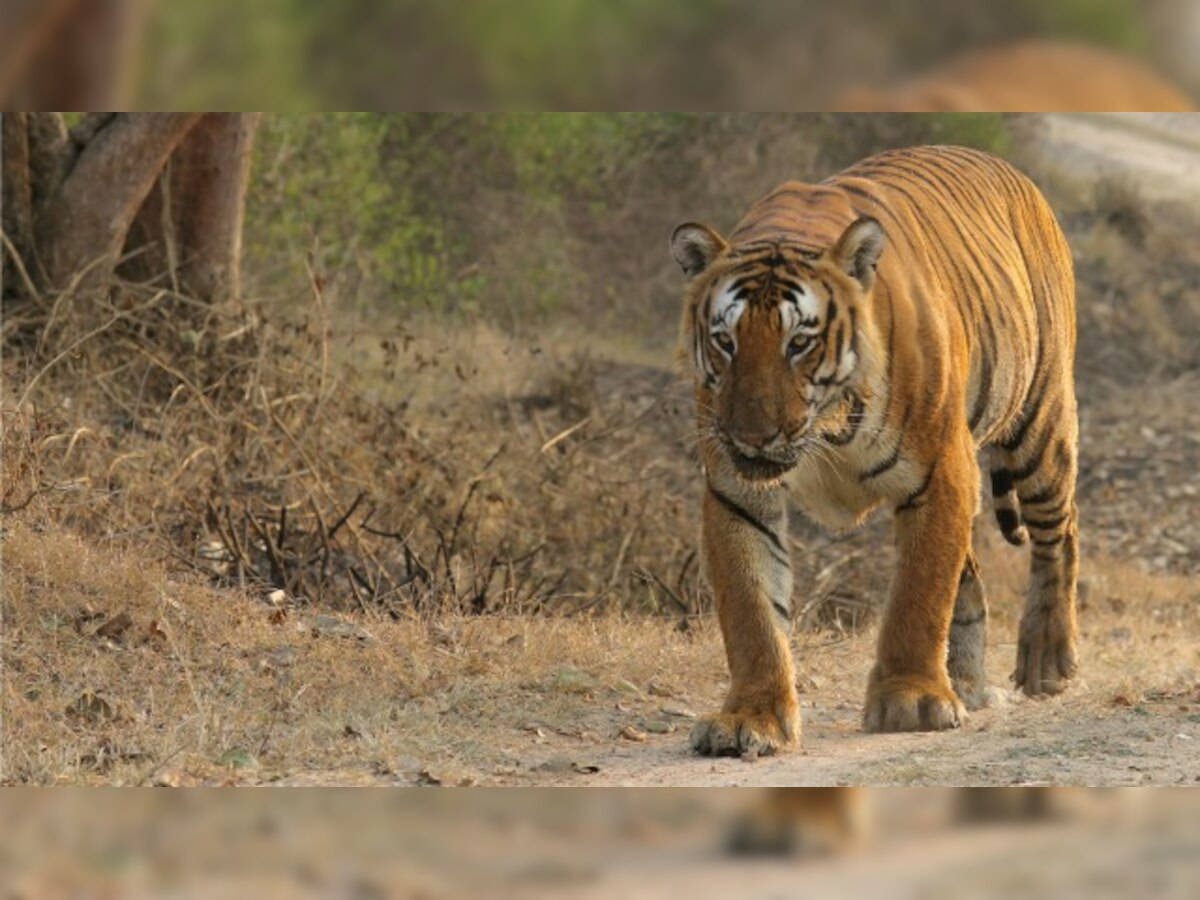 Prince, the famous tiger from Karnataka's Bandipur National Park, is dead
