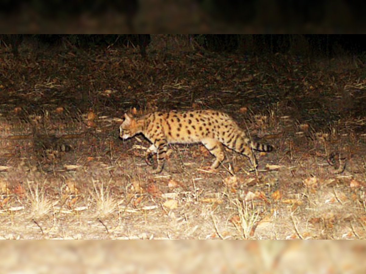 Asiatic wildcat confirmed in Bandhavgarh for the first time