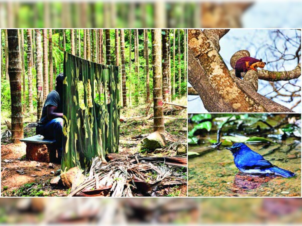 Scat spotting & scant sightings: The other side of basking in the small ...