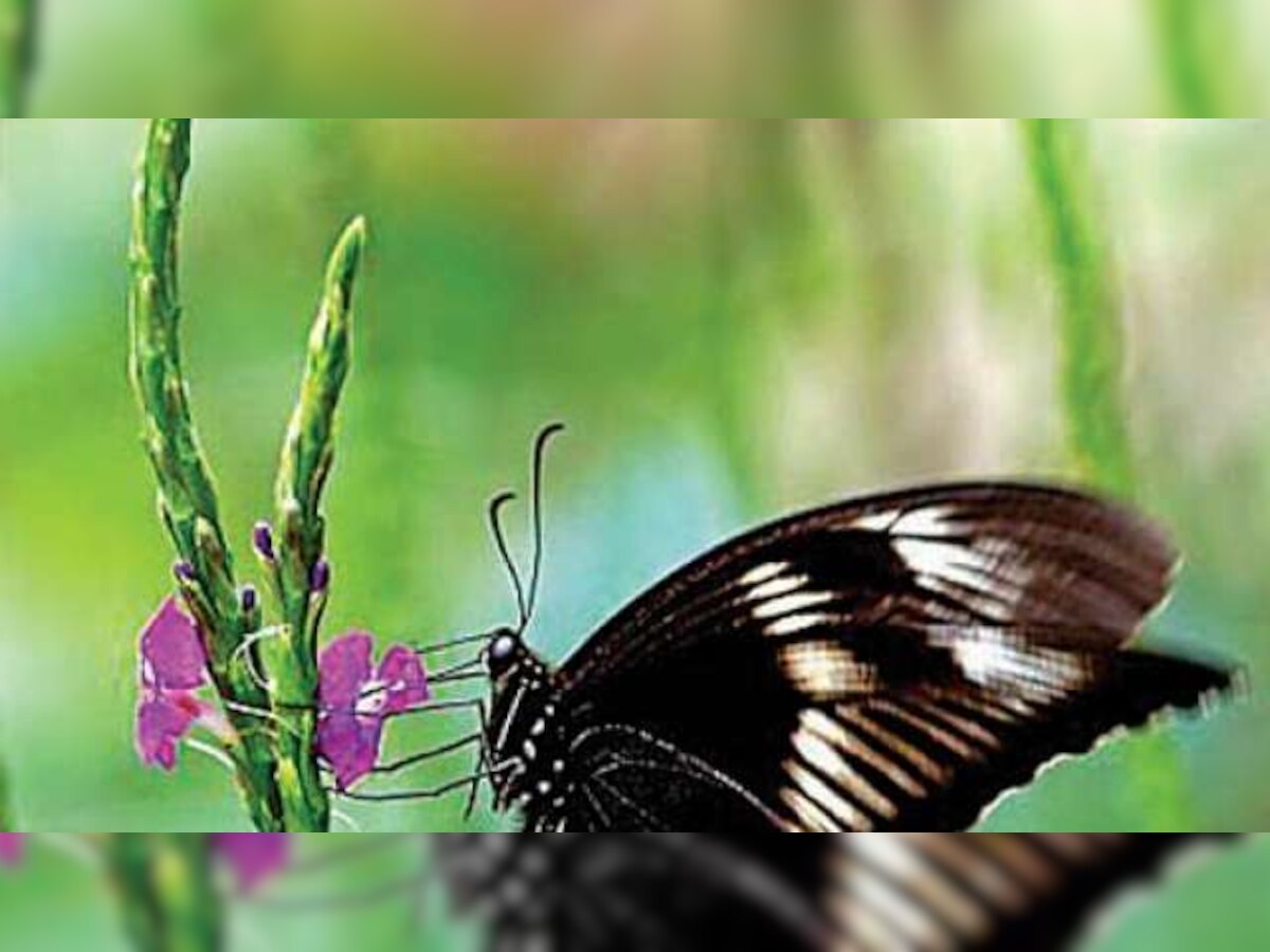 New butterfly species found in Israel for the first time in 109 years!