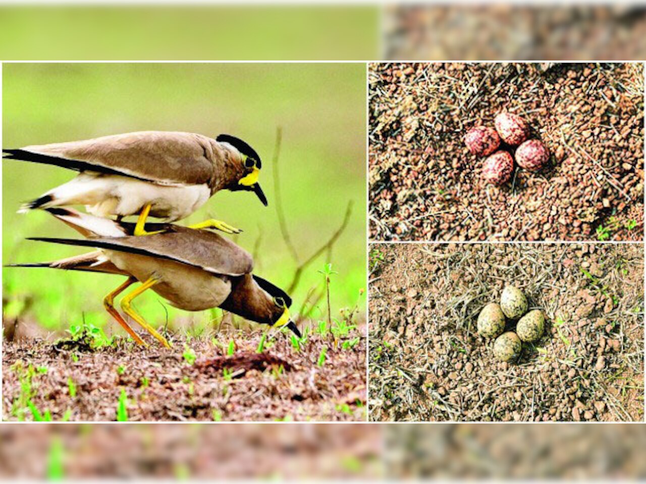 yellow wattled lapwing diet