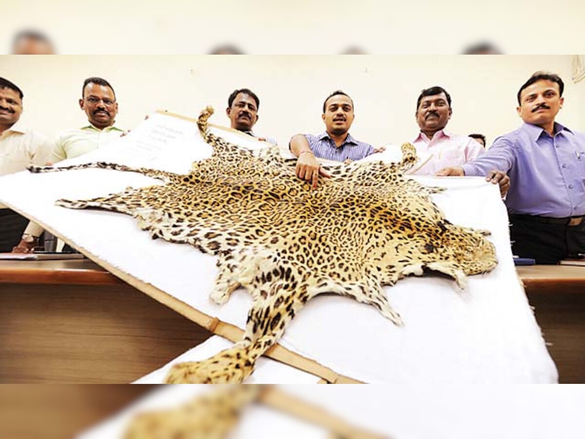 Two men get 3 year jail term for smuggling leopard skins