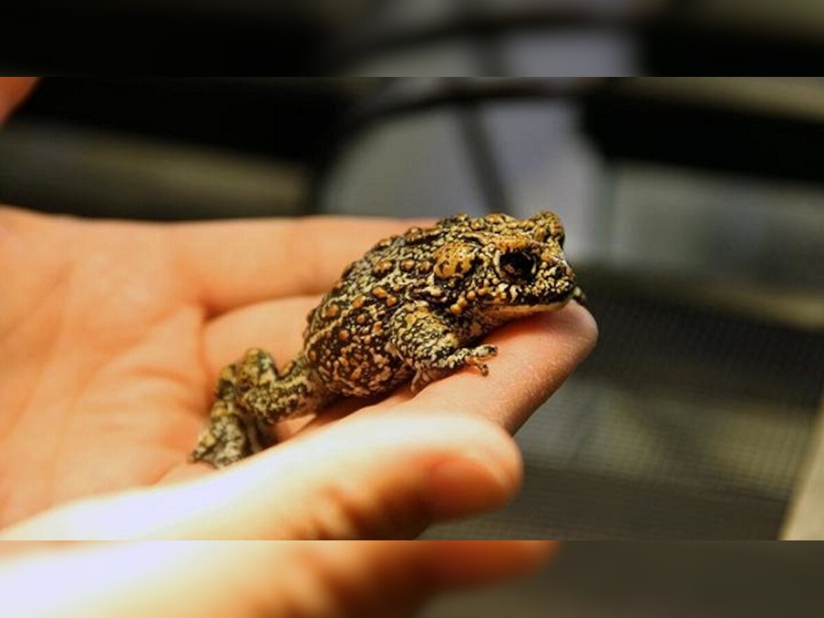 Three new toad species discovered in US